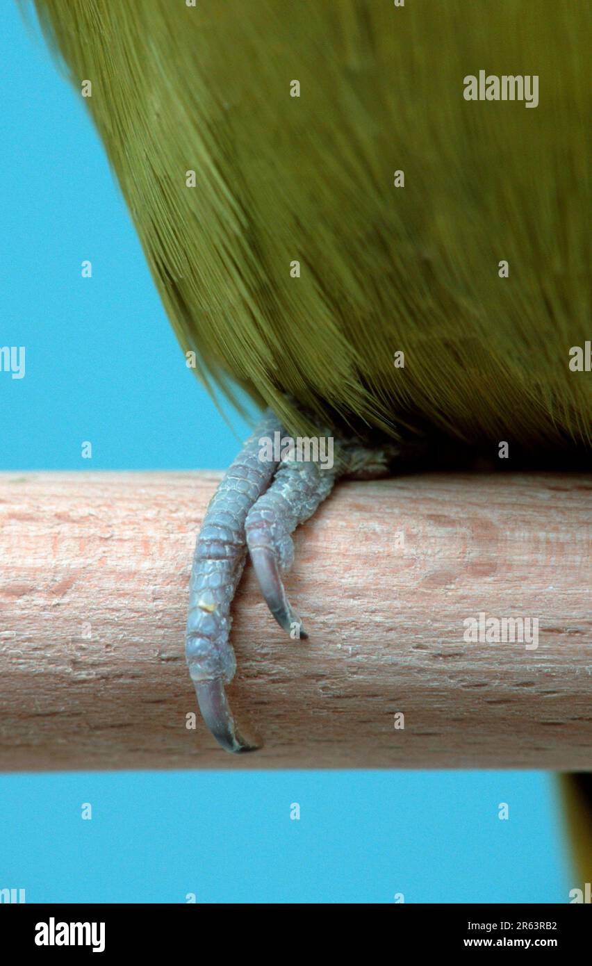 Budgie (Melopsittacus undulatus), normal grey-green, foot and belly ...
