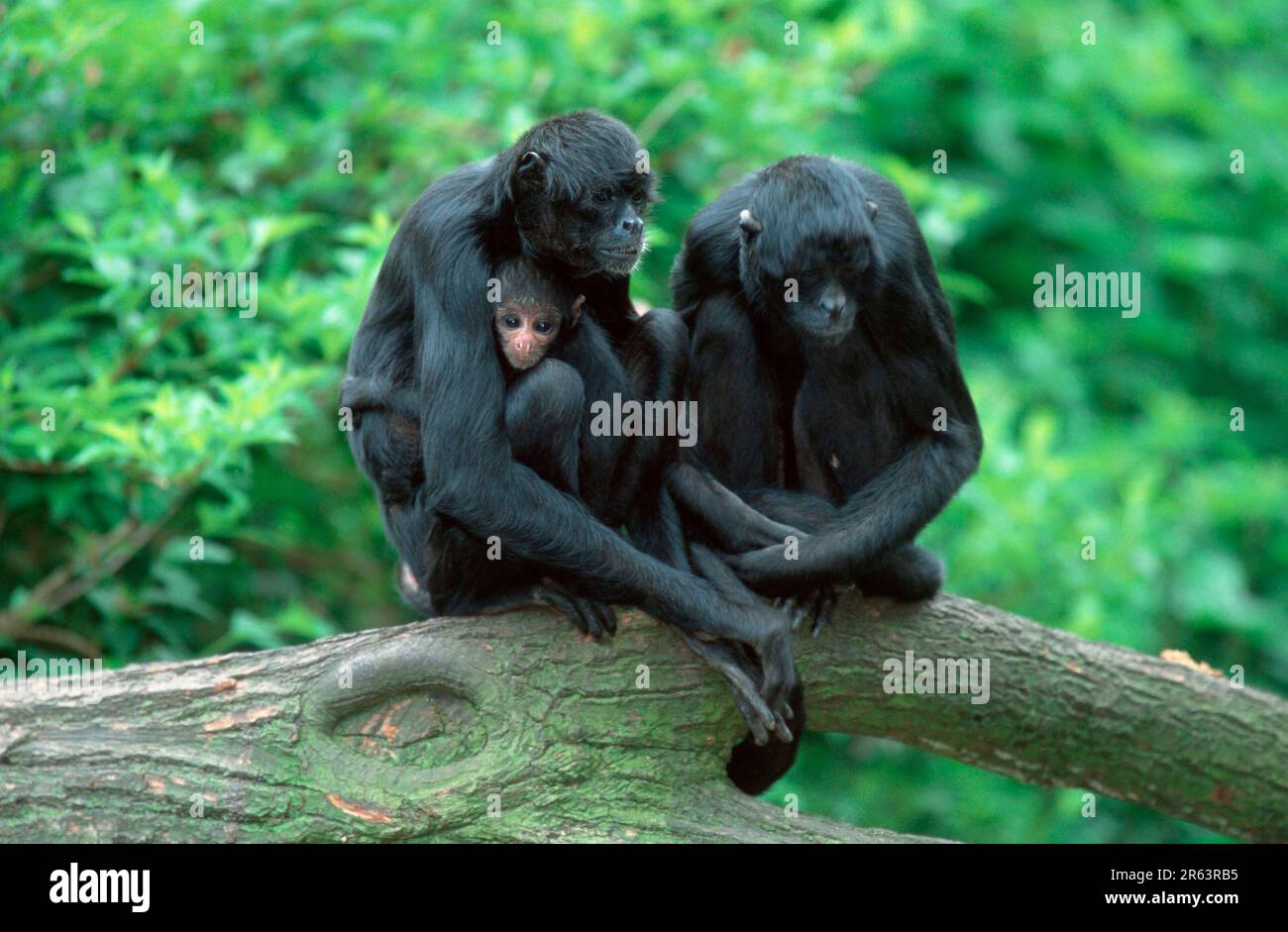 Black red-faced spider monkey (Ateles paniscus) with cubs Stock Photo ...