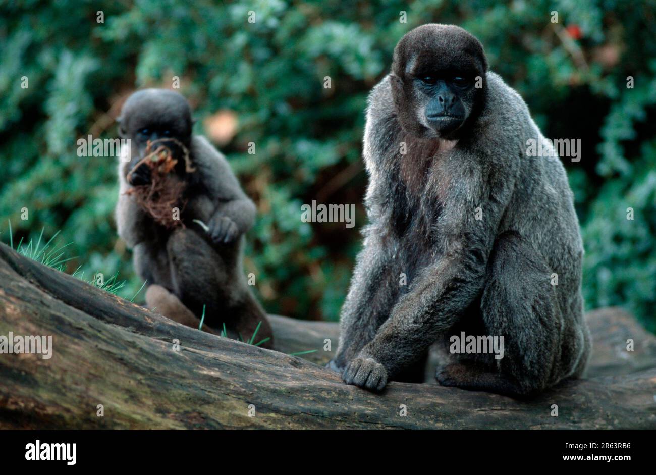 Common Woolly Monkeys (Lagothrix lagotricha), female with young Stock ...