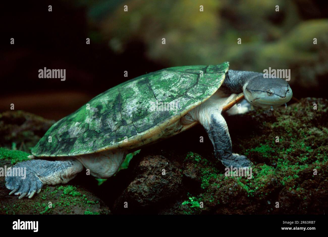 Dark toad-headed turtle (Phrynops geoffroanus), south america, Other ...