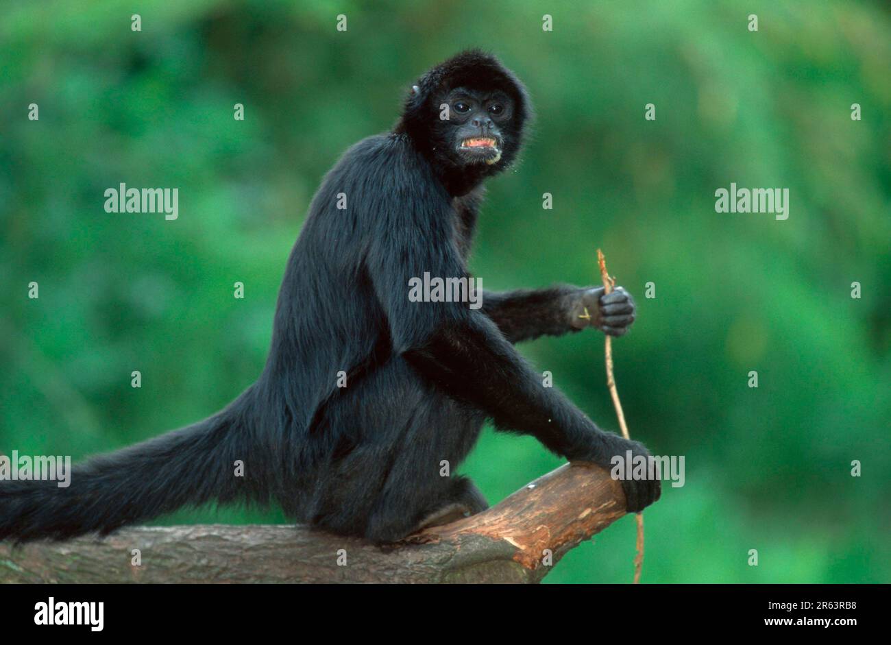 Black red-faced spider monkey (Ateles paniscus Stock Photo - Alamy