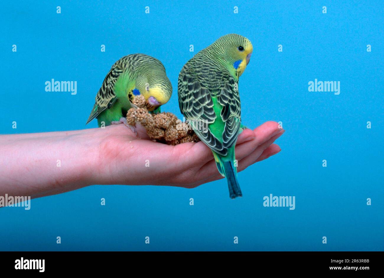 Young Budgerigars (Melopsittacus undulatus), sitting on hand, eating ...