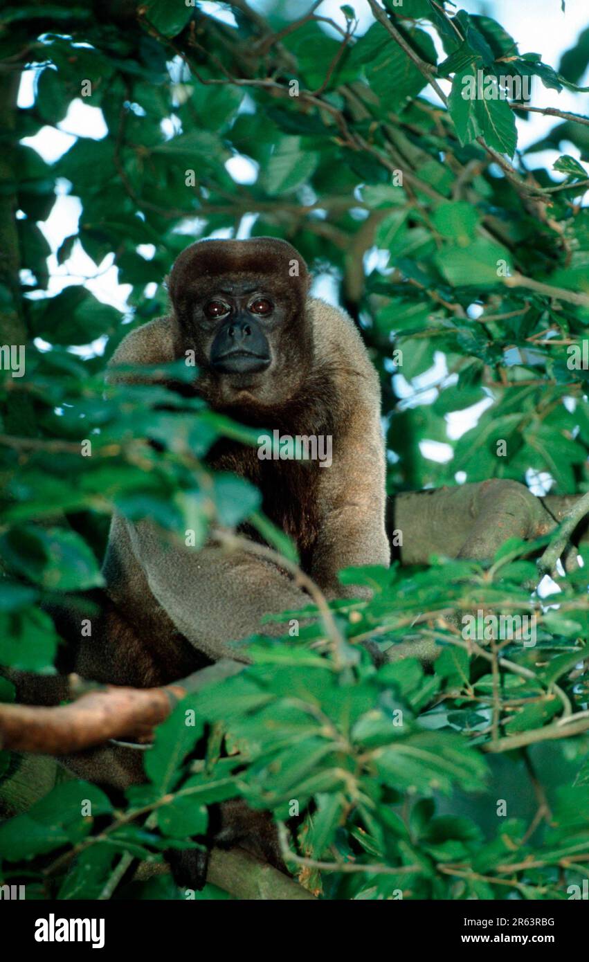 Common Woolly Monkey (Lagothrix lagotricha Stock Photo - Alamy