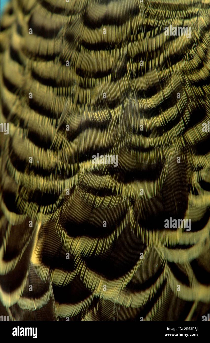 Budgerigar (Melopsittacus undulatus), back feathers, Budgie Stock Photo ...