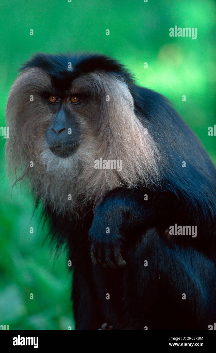 Lion tailed macaque portrait hi-res stock photography and images - Alamy