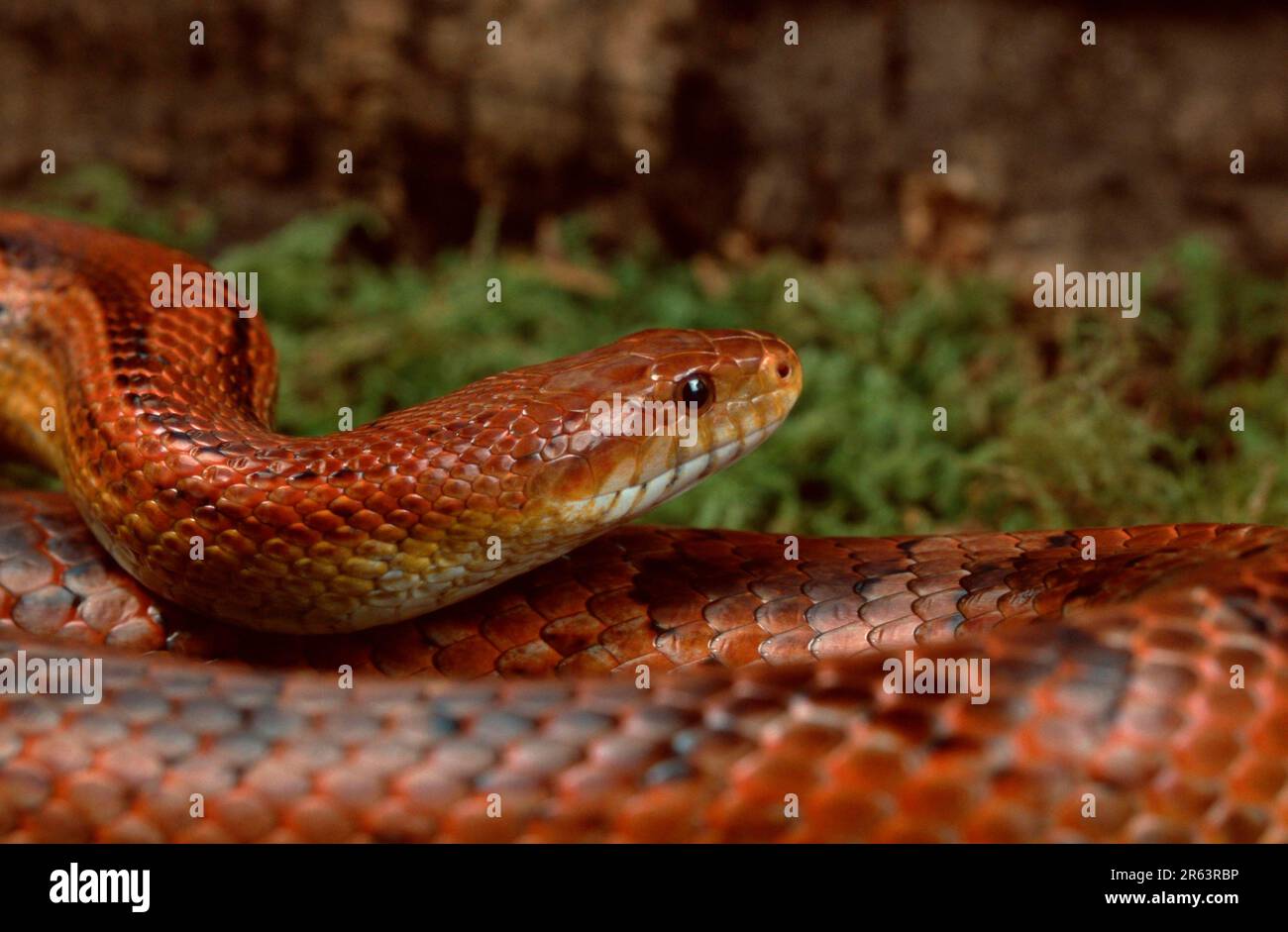 Red rat snake hi-res stock photography and images - Alamy