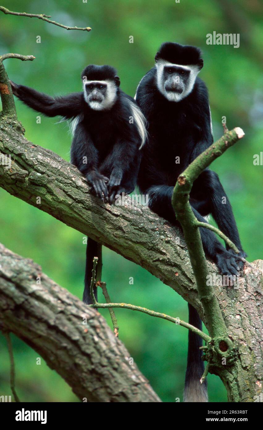 Colobus Monkeys (Colobus guereza Stock Photo - Alamy