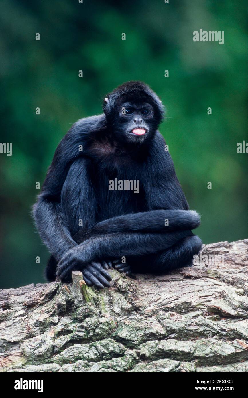 Black red-faced spider monkey (Ateles paniscus Stock Photo - Alamy