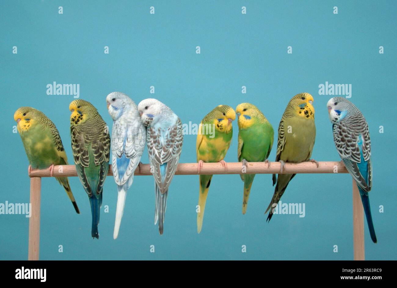 Young budgies, budgerigar (Melopsittacus undulatus Stock Photo - Alamy