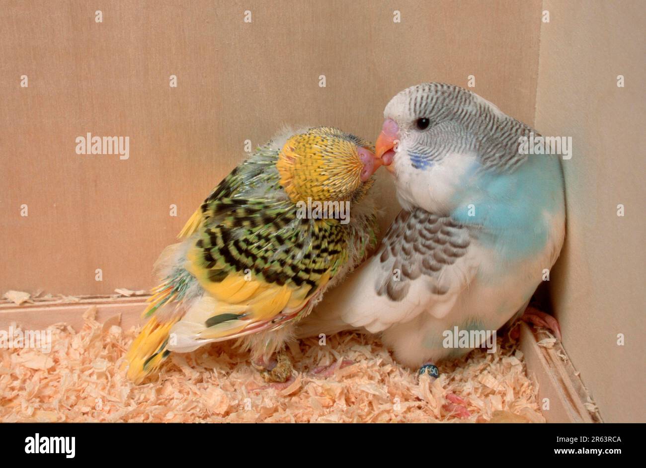 Young budgies (Melopsittacus undulatus), 3 and 4 weeks, in nest box ...