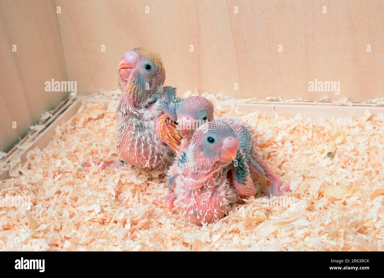 Young Budgerigars (Melopsittacus undulatus), 12, 16 days, in nesting ...
