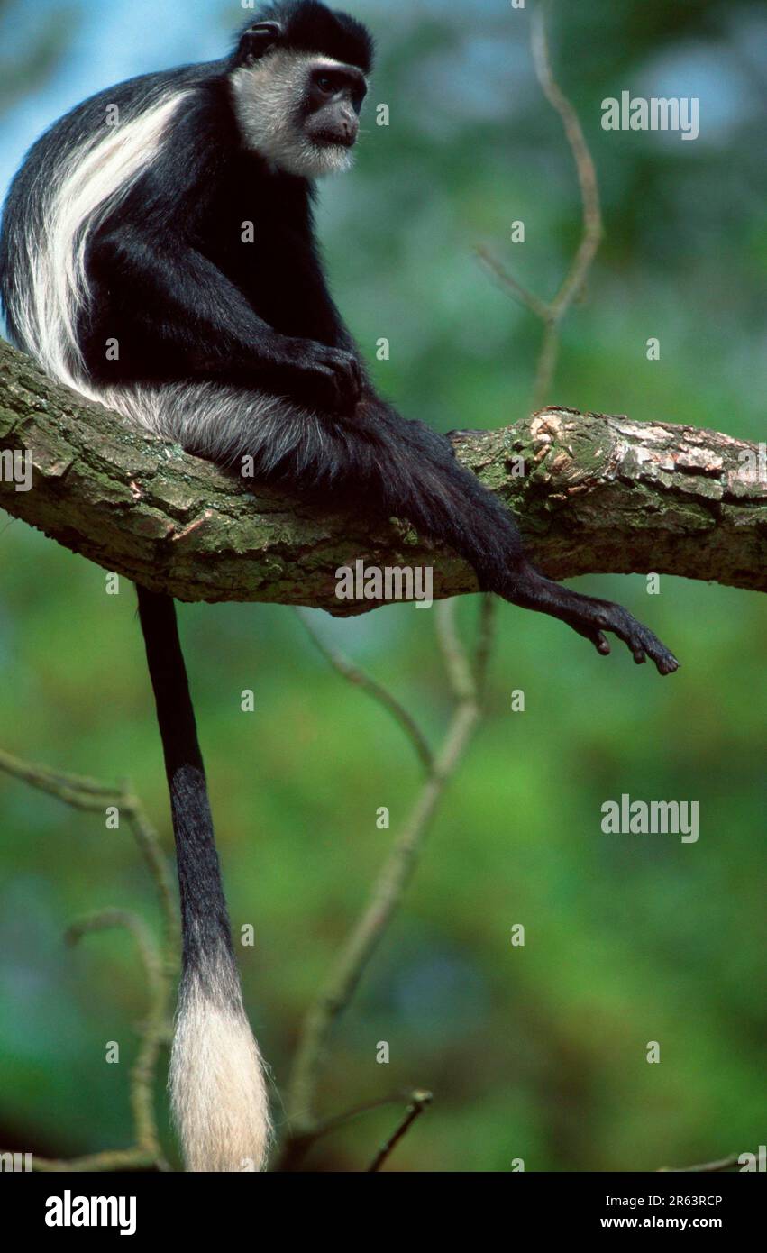 Colobus monkey side view hi-res stock photography and images - Alamy