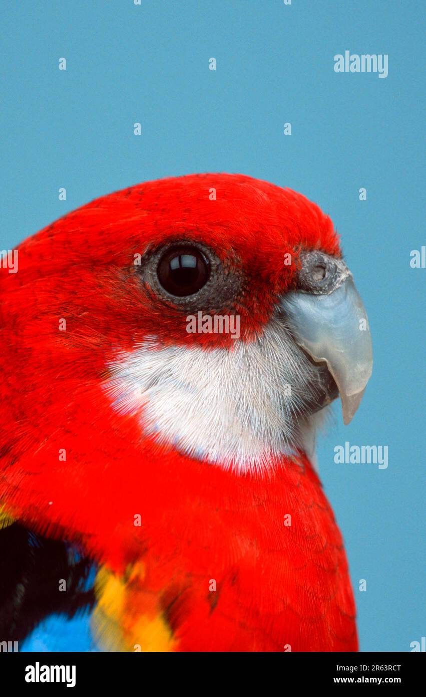 Rosella portrait hi-res stock photography and images - Alamy