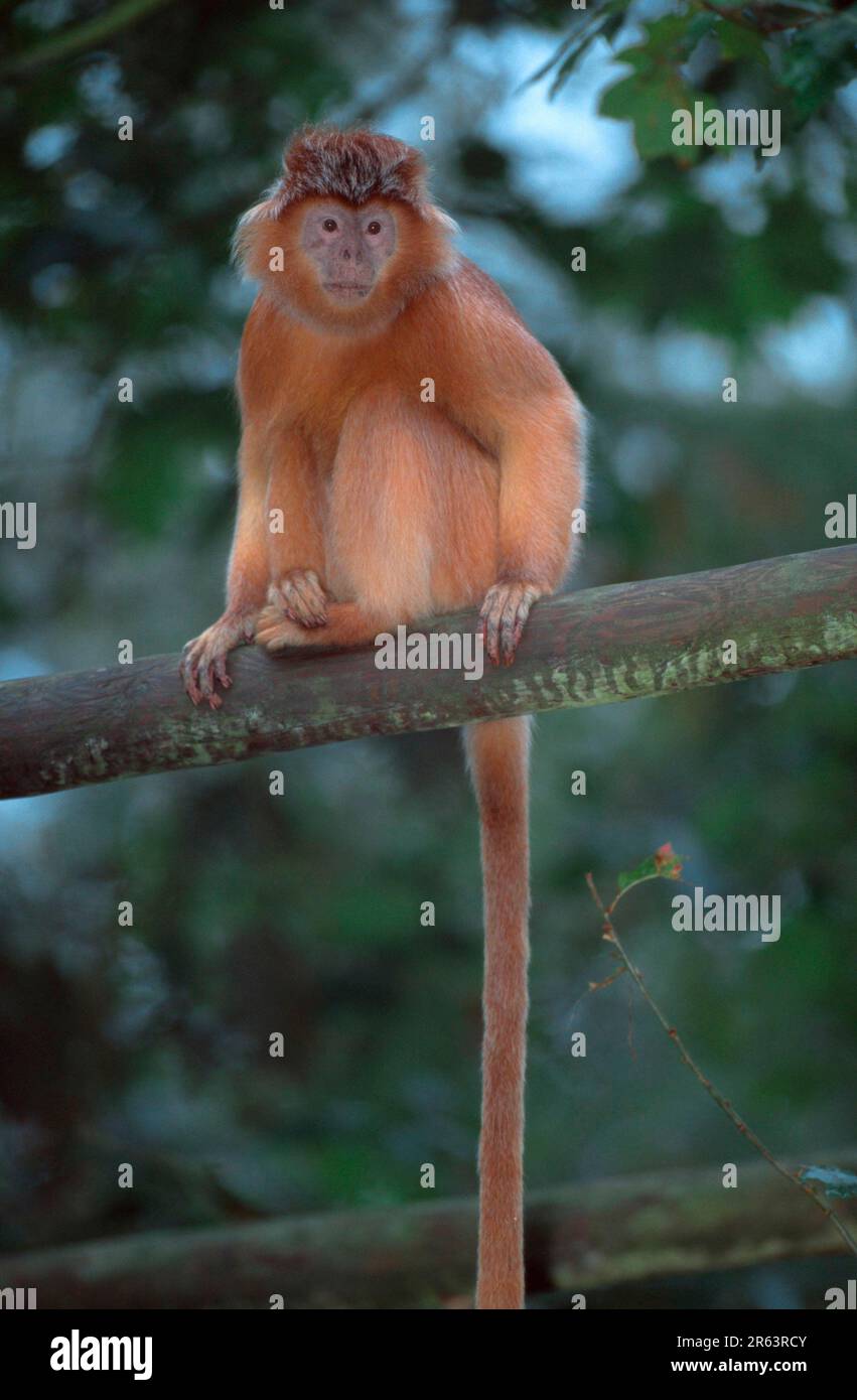 Java langur (Trachypithecus auratus auratus Stock Photo - Alamy