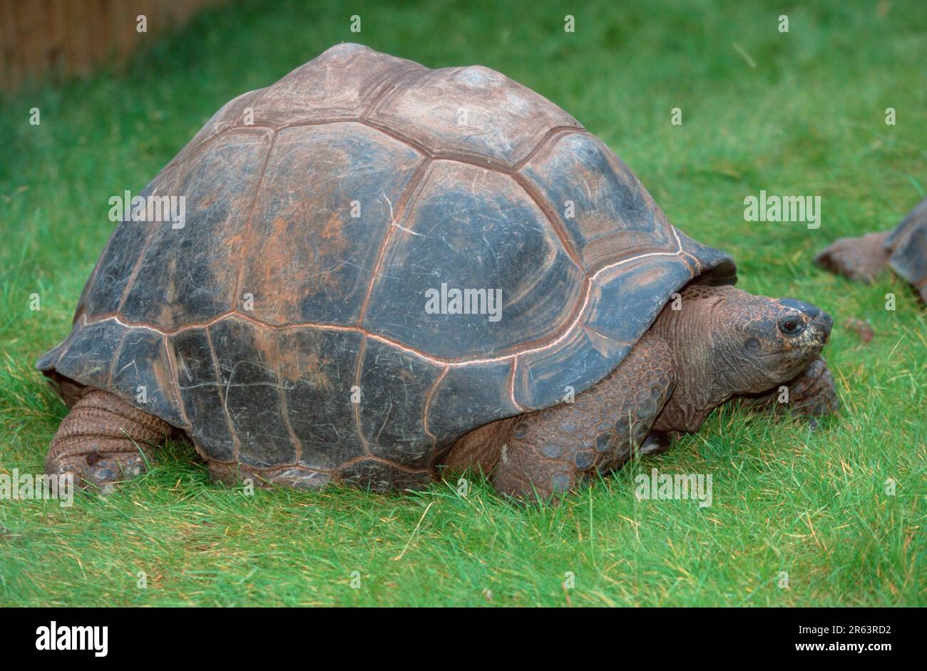 Aldabra giant tortoise (Geochelone gigantea) (Testudo gigantea Stock ...