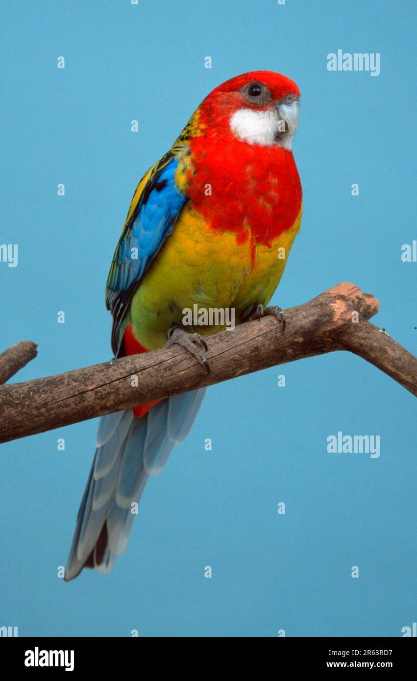 Eastern rosella (Platycercus eximius), eastern rosella Stock Photo - Alamy