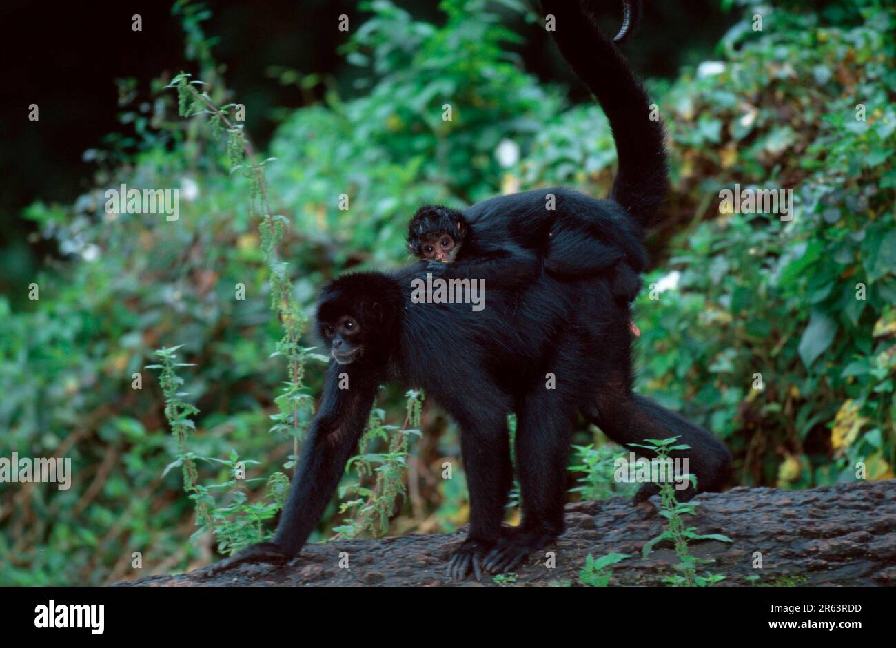 Black red-faced spider monkey (Ateles paniscus), female with juvenile ...