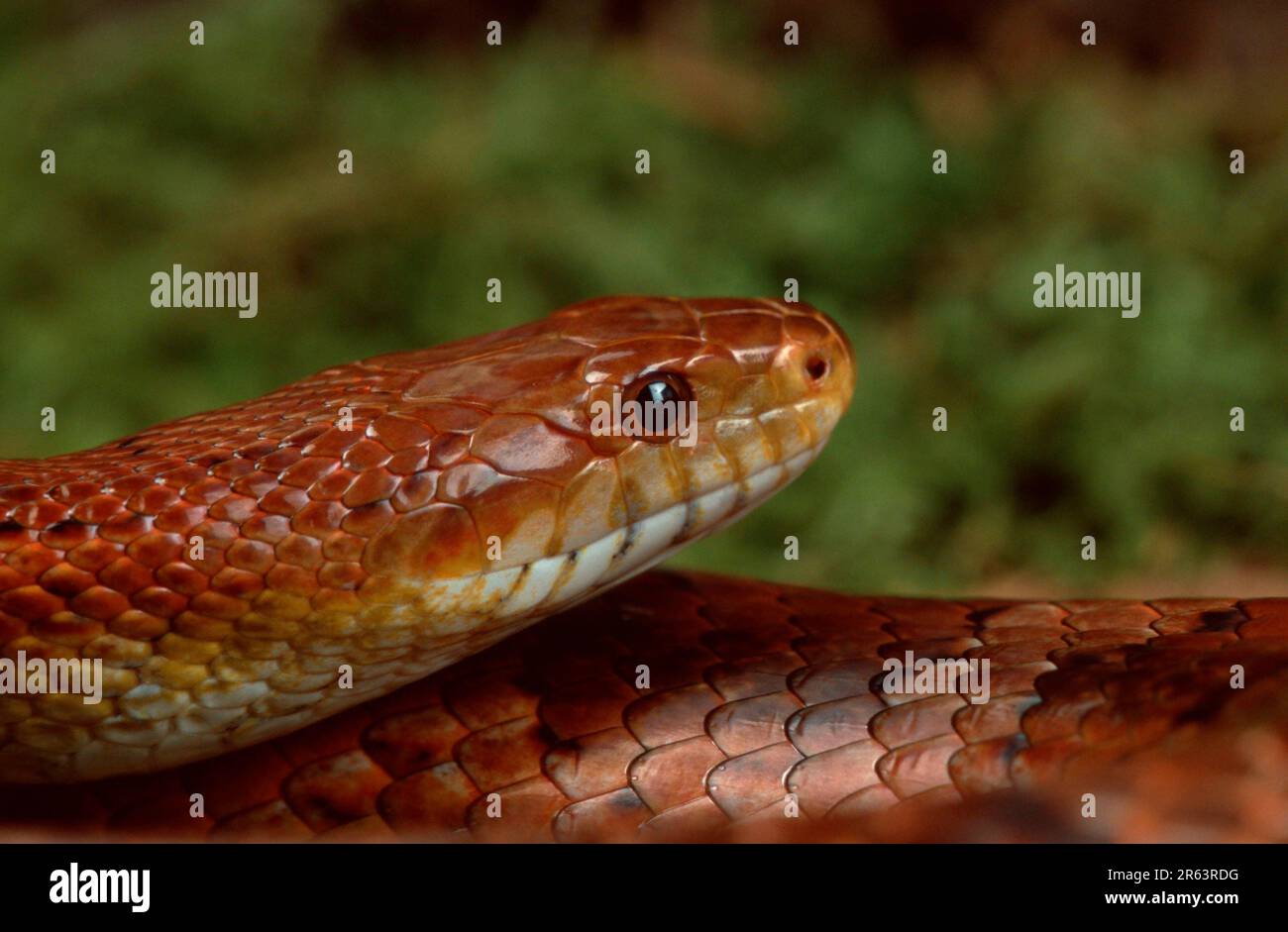 Red Rat Snake, Corn Snake (Elaphe guttata Stock Photo - Alamy