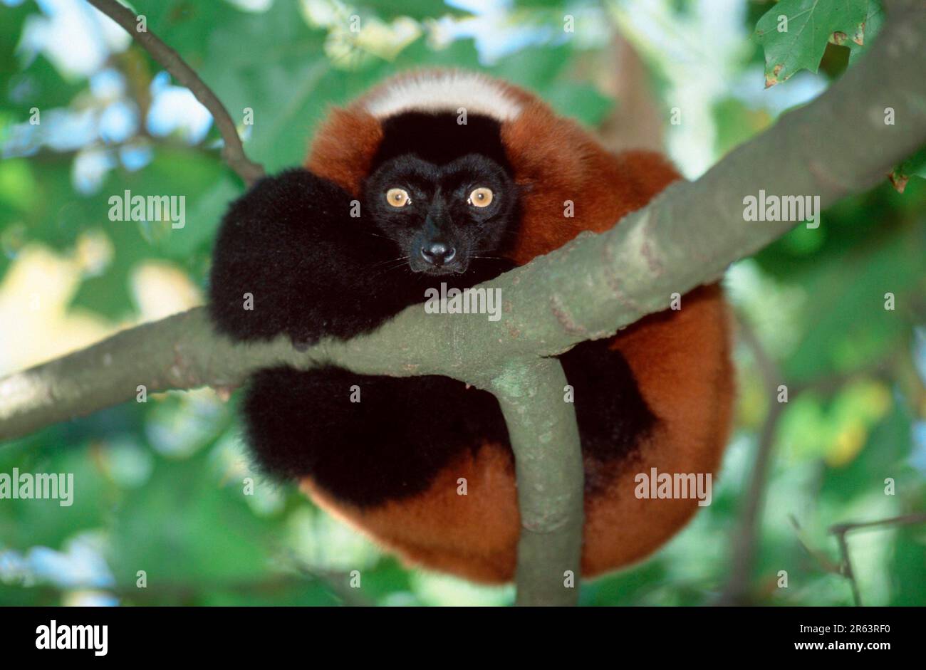 Red frilled lemur (Varecia variegata rubra Stock Photo - Alamy