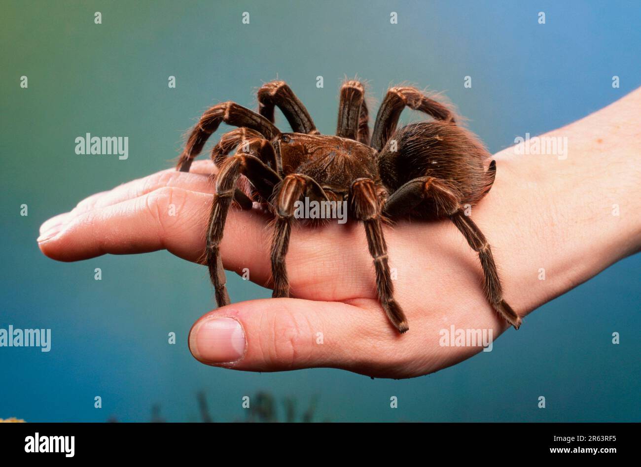 Columbia giant bird spider, on hand (Pamphobeteus platyomma ...