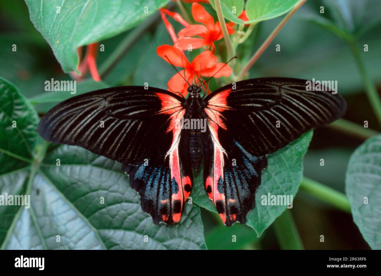 Scarlet Mormon, female (Papilio rumanzovia Stock Photo - Alamy