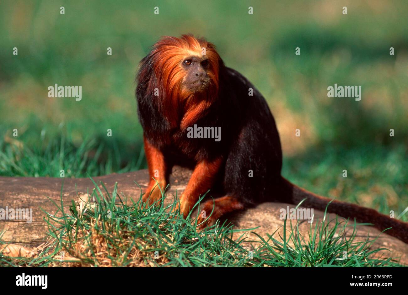 Golden-headed tamarin (Leontopithecus rosalia chrysomelas Stock Photo ...