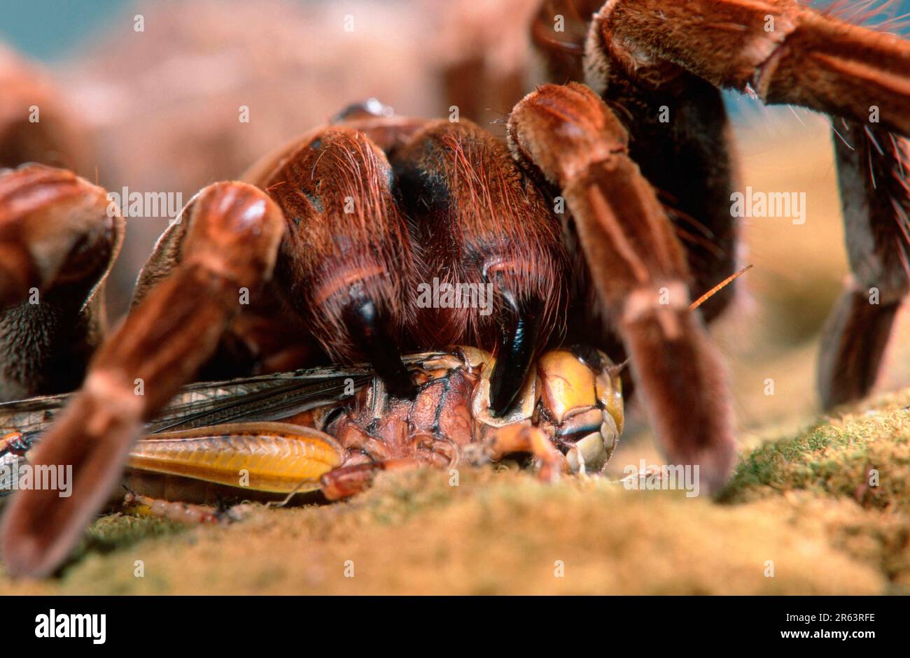 Columbia giant bird spider hi-res stock photography and images - Alamy