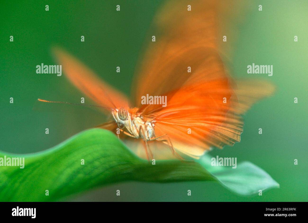 Butterfly (Dryas julia), butterfly, torch Stock Photo - Alamy