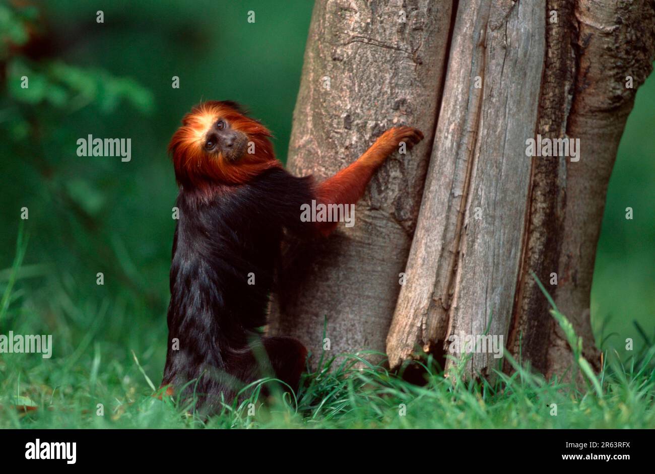 Golden-headed Tamarin (Leontopithecus rosalia chrysomelas Stock Photo ...