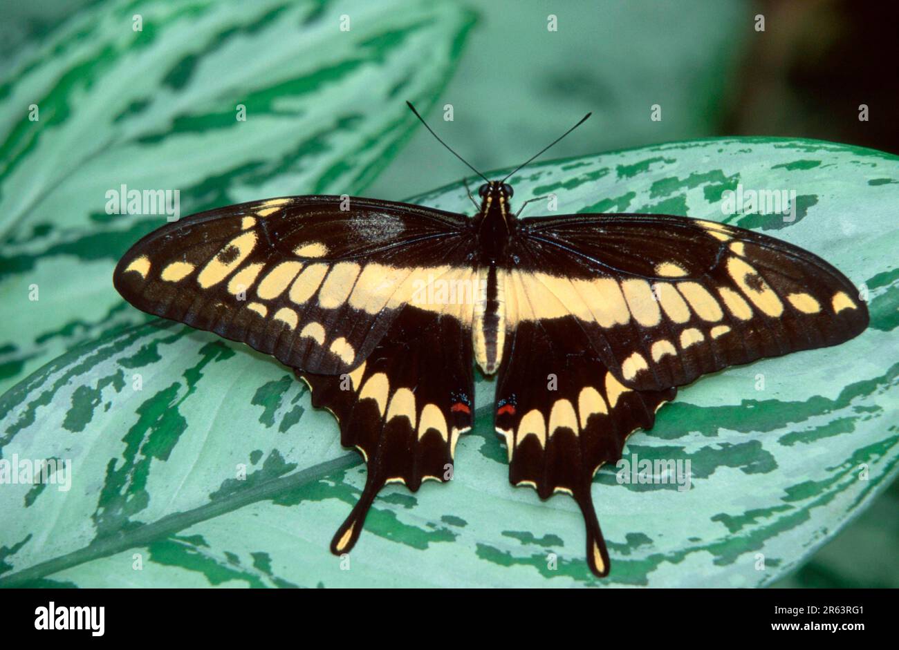King swallowtail (Papilio thoas Stock Photo - Alamy