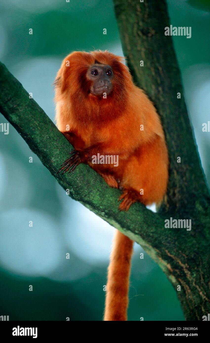 Golden Tamarin (Leontopithecus rosalia rosalia Stock Photo - Alamy