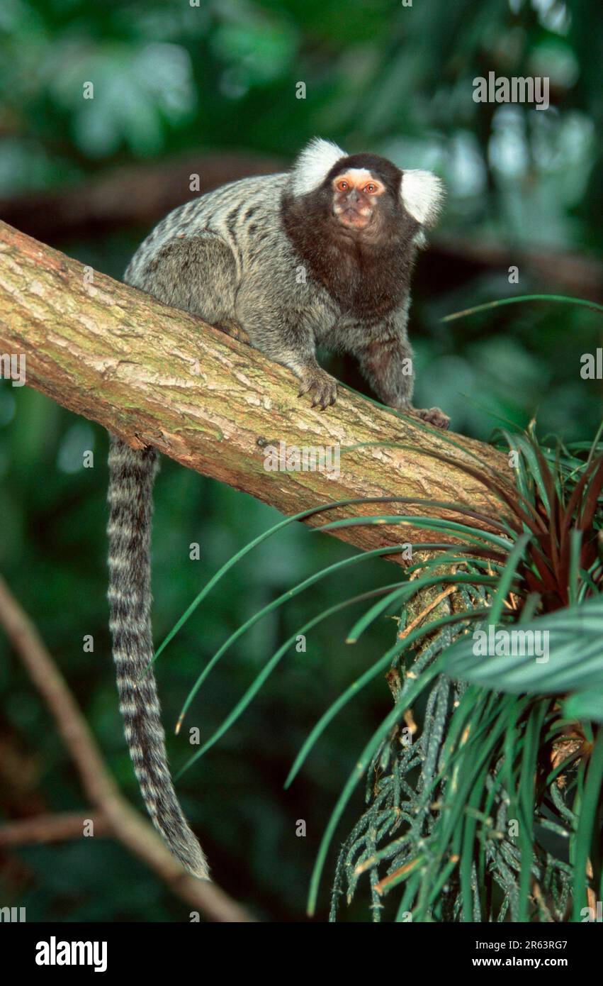 Common marmoset (Callithrix jacchus), Common Marmoset, south america ...