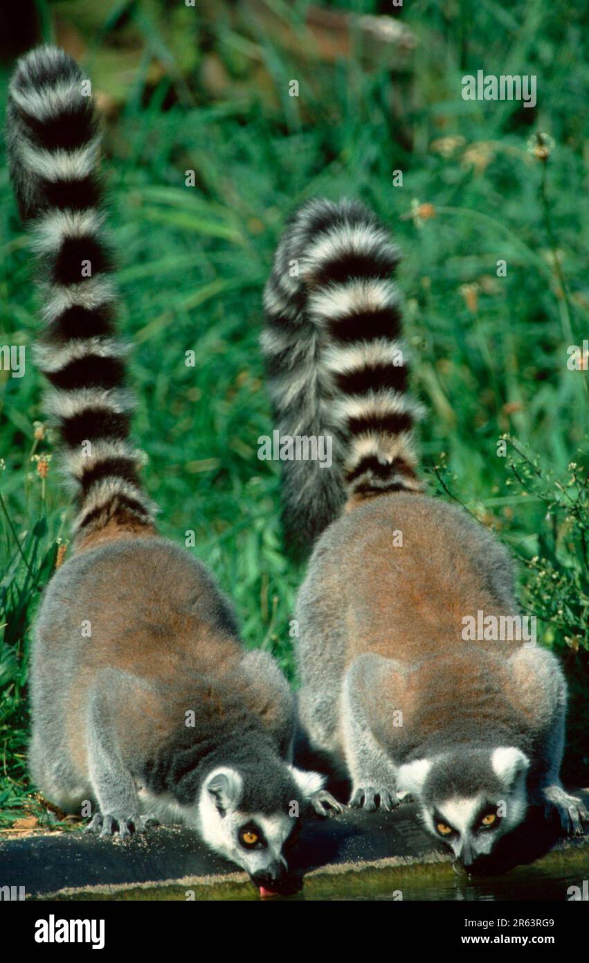 Ring tailed lemur couple hi-res stock photography and images - Alamy