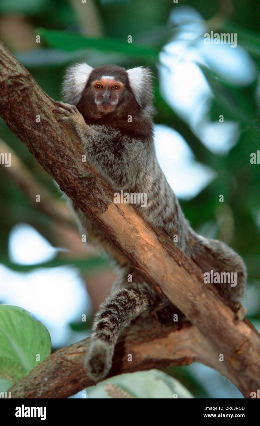 General common marmoset (Callithrix jacchus Stock Photo - Alamy