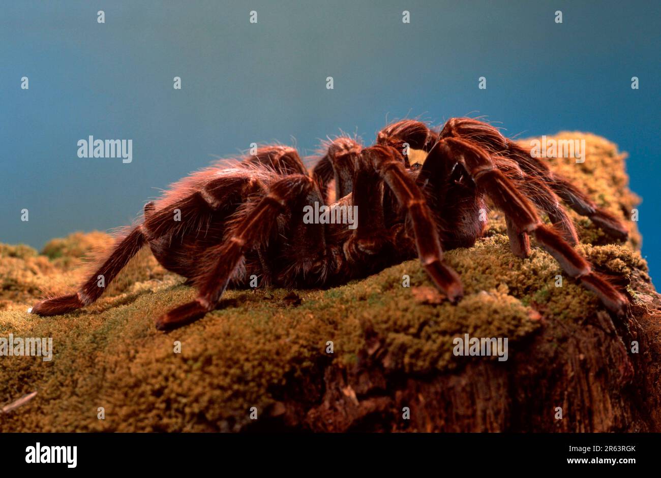 Tarantula Spider (Pamphobeteus platyomma) (Pamphobeteus roseus ...