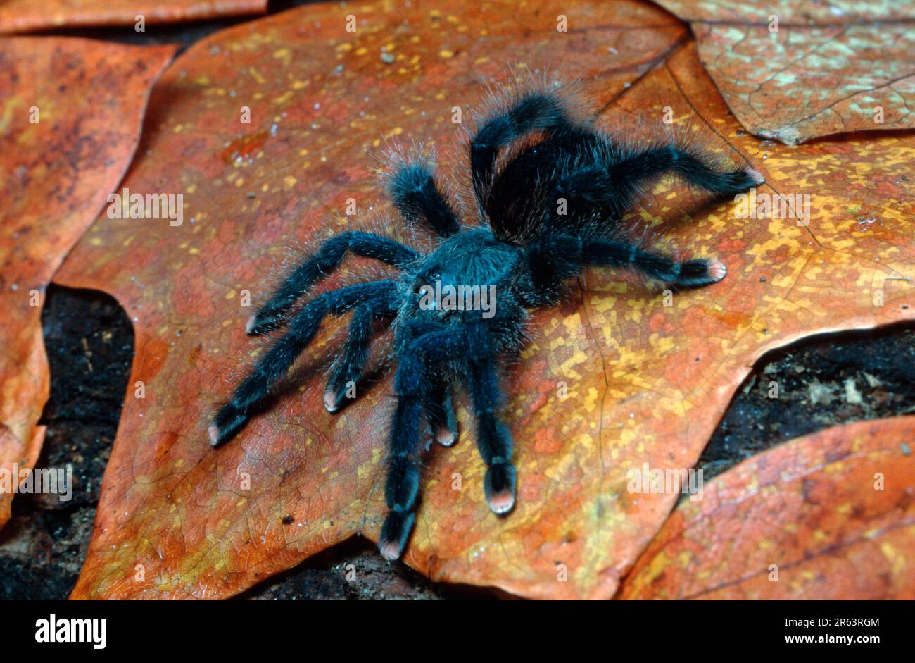 Metallic rose-toothed tarantula (Avicularia metallica) spider Stock ...