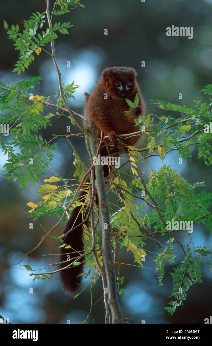 Red bellied lemur hi-res stock photography and images - Alamy
