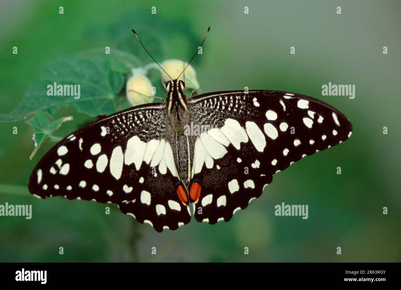 Lime swallowtail hi-res stock photography and images - Alamy
