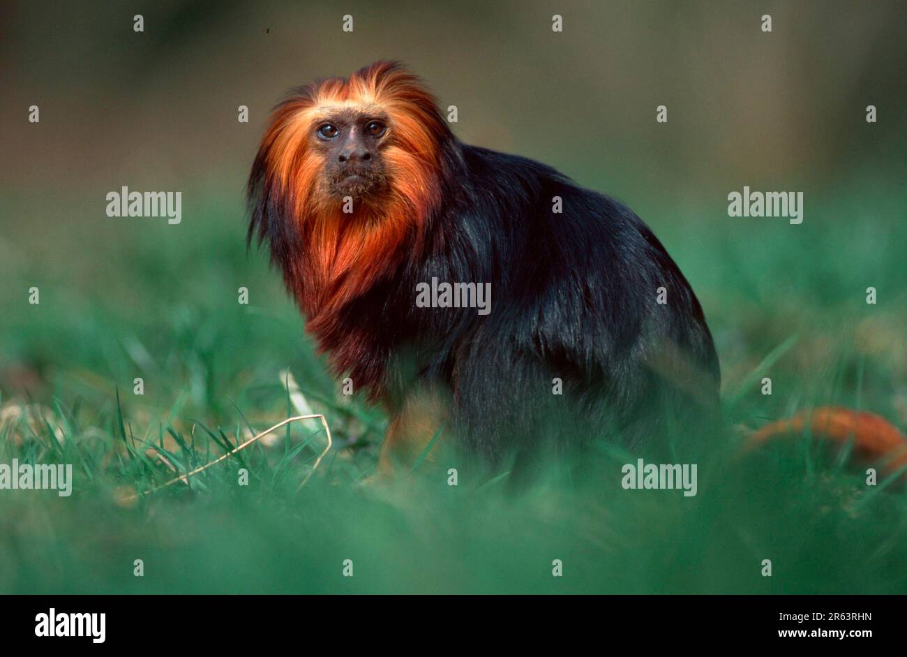 Golden-headed Tamarin (Leontopithecus rosalia chrysomelas Stock Photo ...