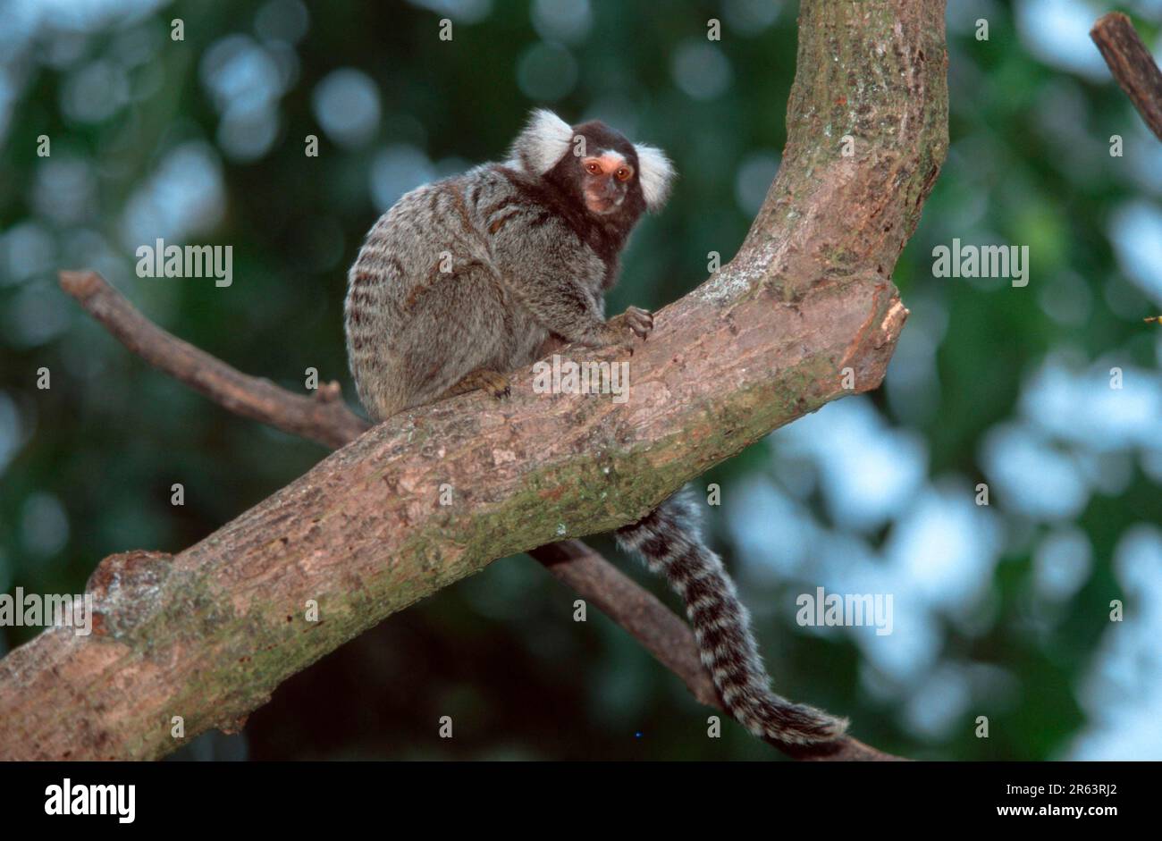 Common (primates) marmoset (Callithrix jacchus), Common Marmoset (south ...