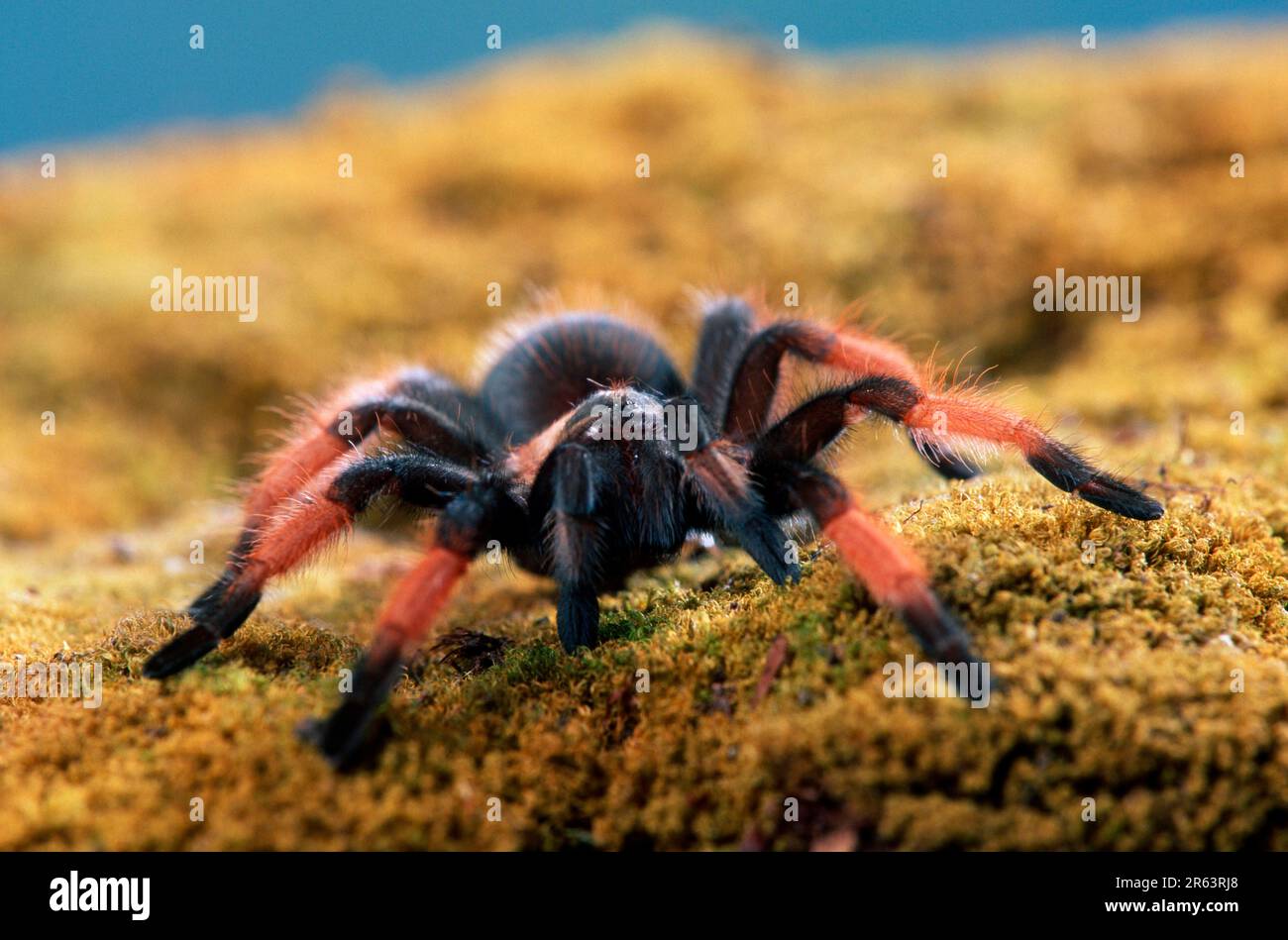 Red-legged tarantula (Brachypelma emilia), orange-legged bird spider ...
