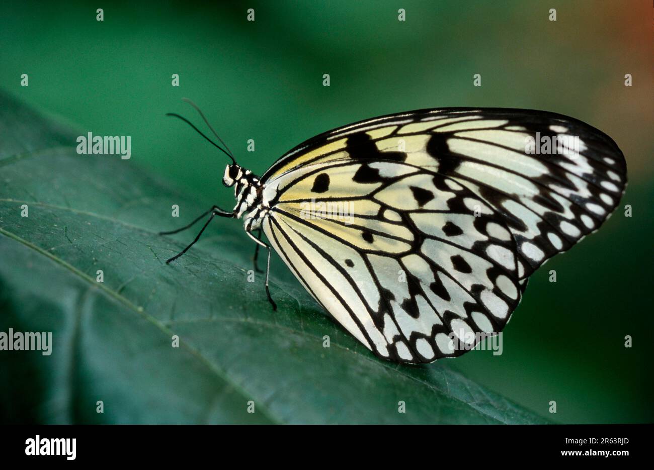Butterfly sideways hi-res stock photography and images - Alamy
