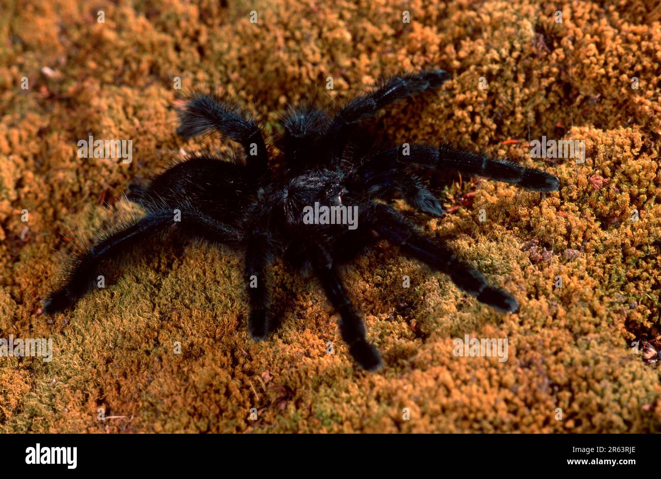 Ecuadorian purple tree tarantula (Avicularia purpurea Stock Photo - Alamy