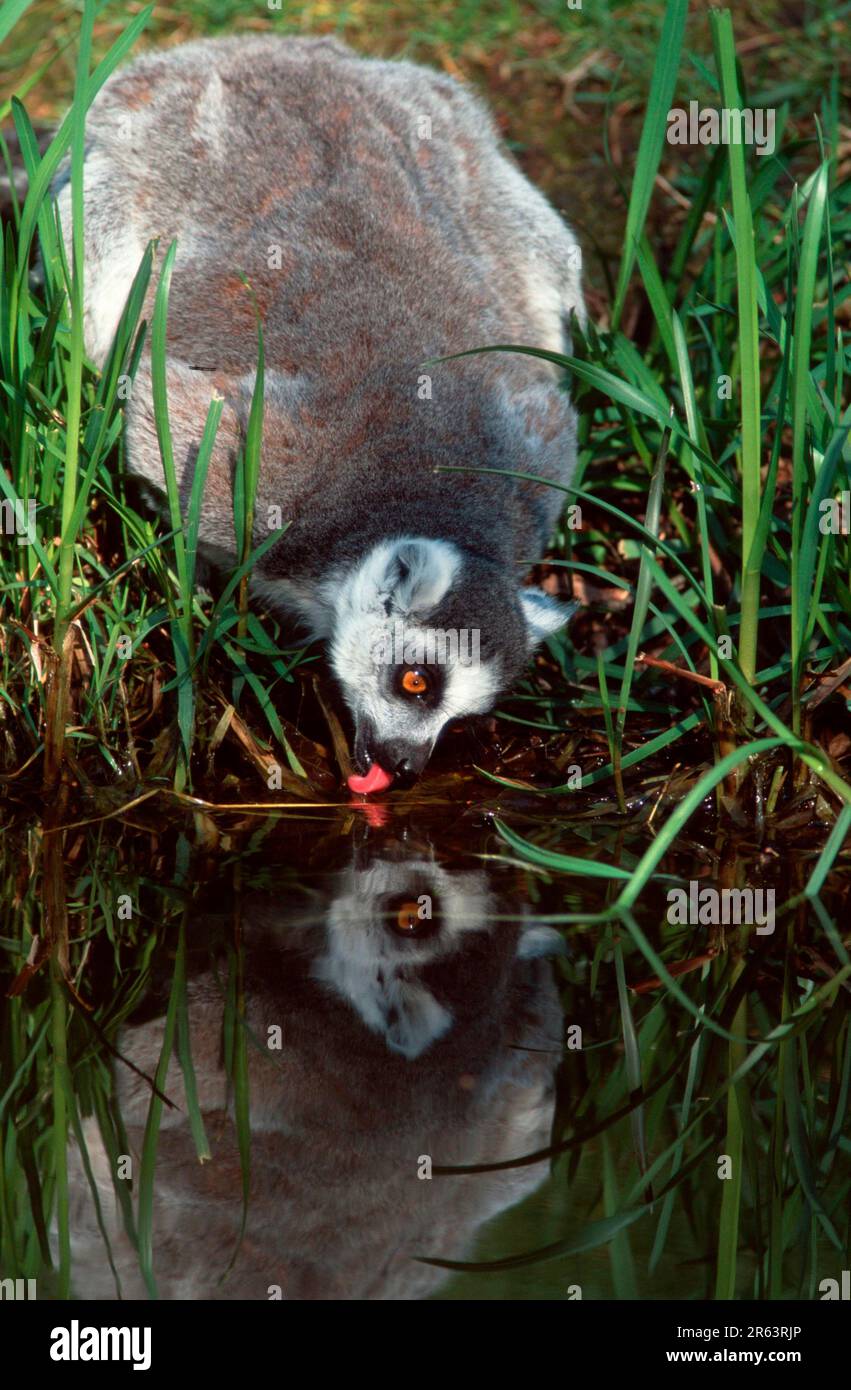 Ring-tailed lemur (Lemur catta), drinking, Ring-tailed Lemur, drinking ...