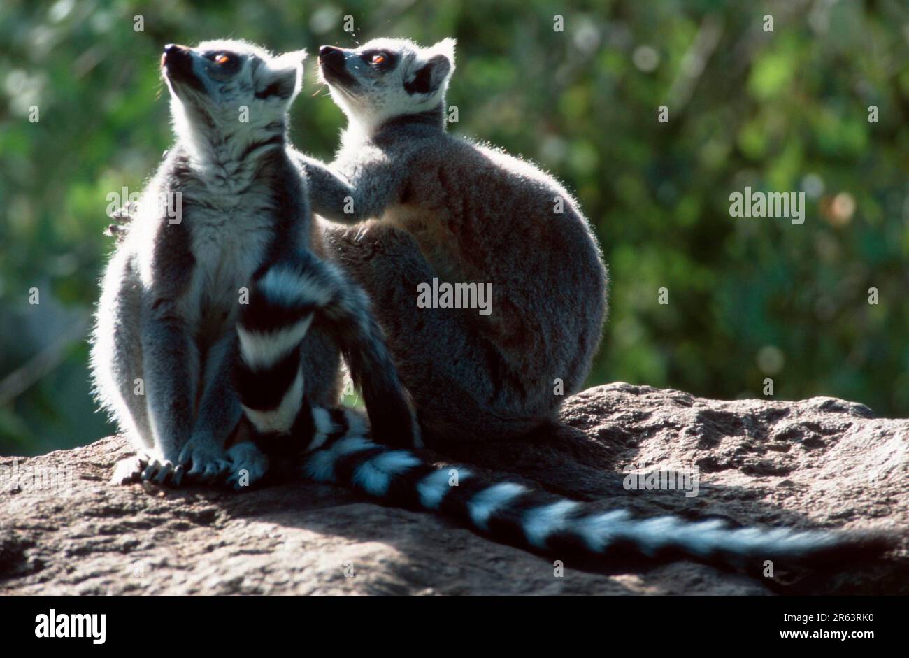 View two ring tailed hi-res stock photography and images - Alamy