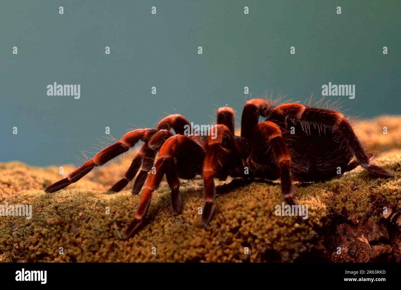 Costa Rican red-legged tarantula, megaphobema mesomelas (Megaphobema ...