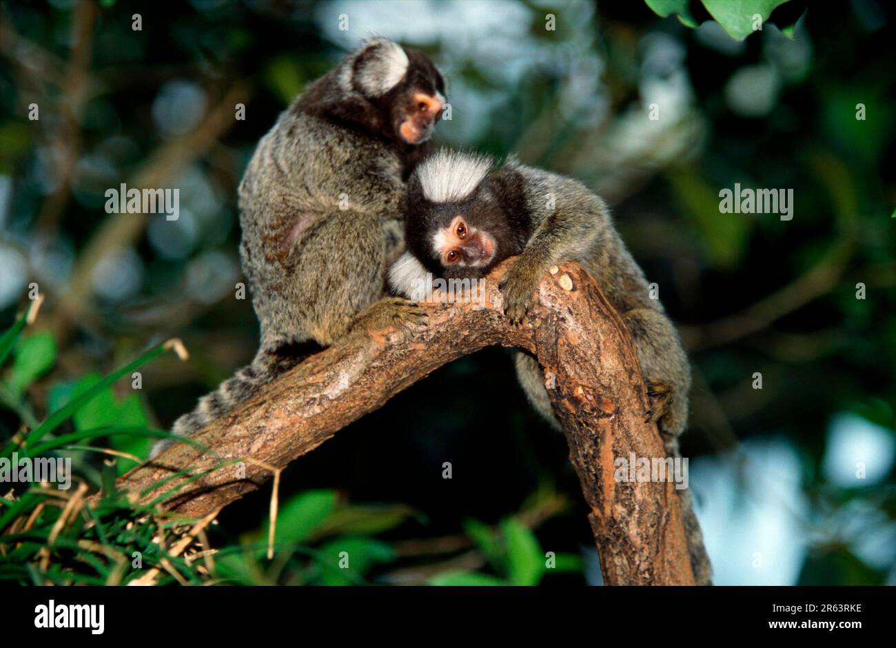 Common (Callithrix jacchus) Marmosets Stock Photo - Alamy