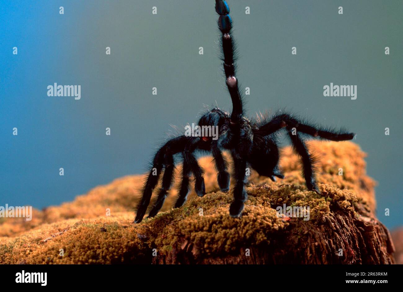 Purple tarantula hi-res stock photography and images - Alamy