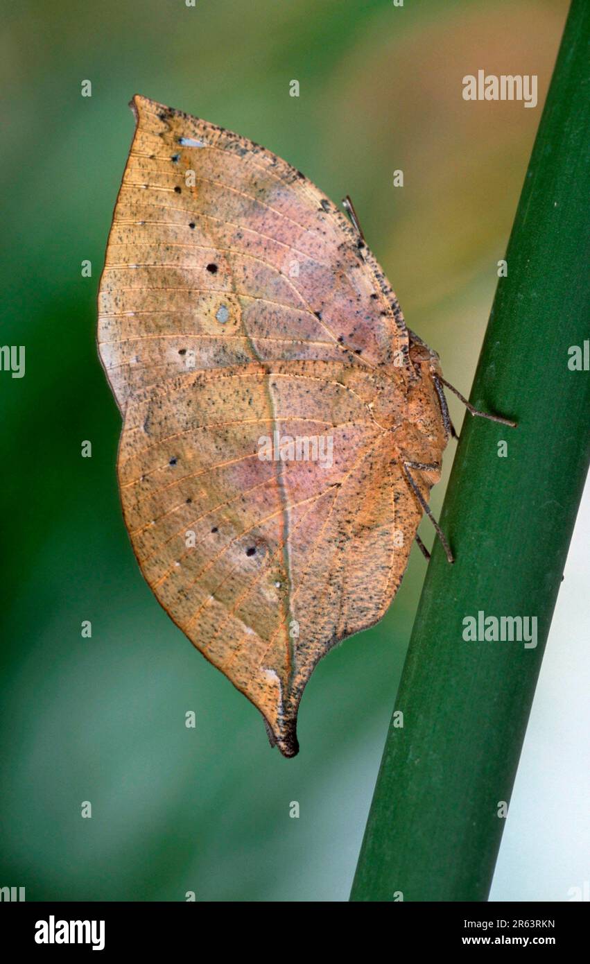 Dead leaf (Kallima inachus), lateral view Stock Photo - Alamy