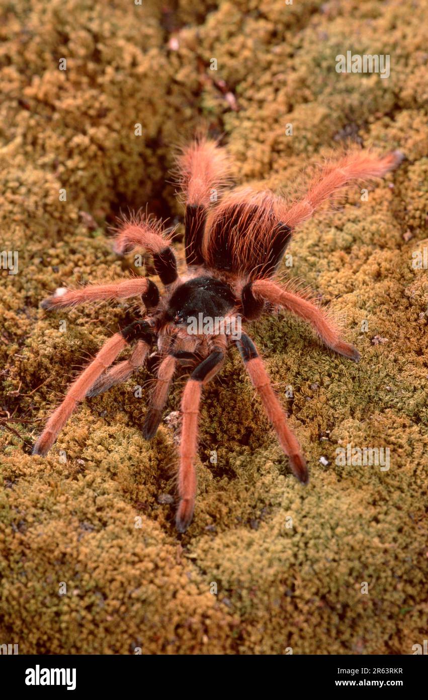 Colombian giant red-legged tarantula (Megaphobema robustum Stock Photo ...